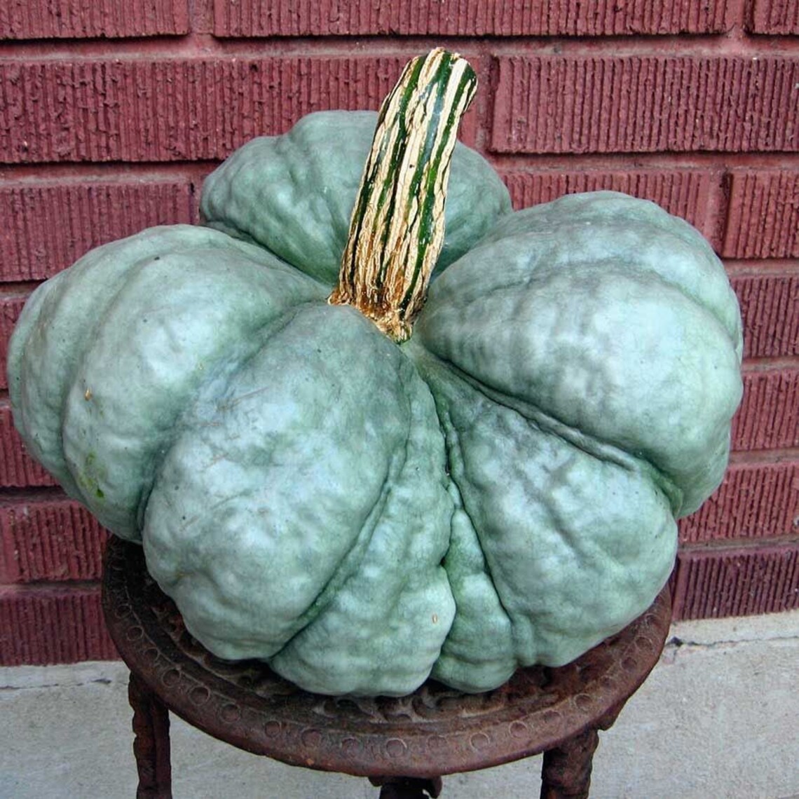 15 TRIAMBLE PUMPKIN Seeds, Aussie Shamrock Squash, Tri-star; Gorgeous ...