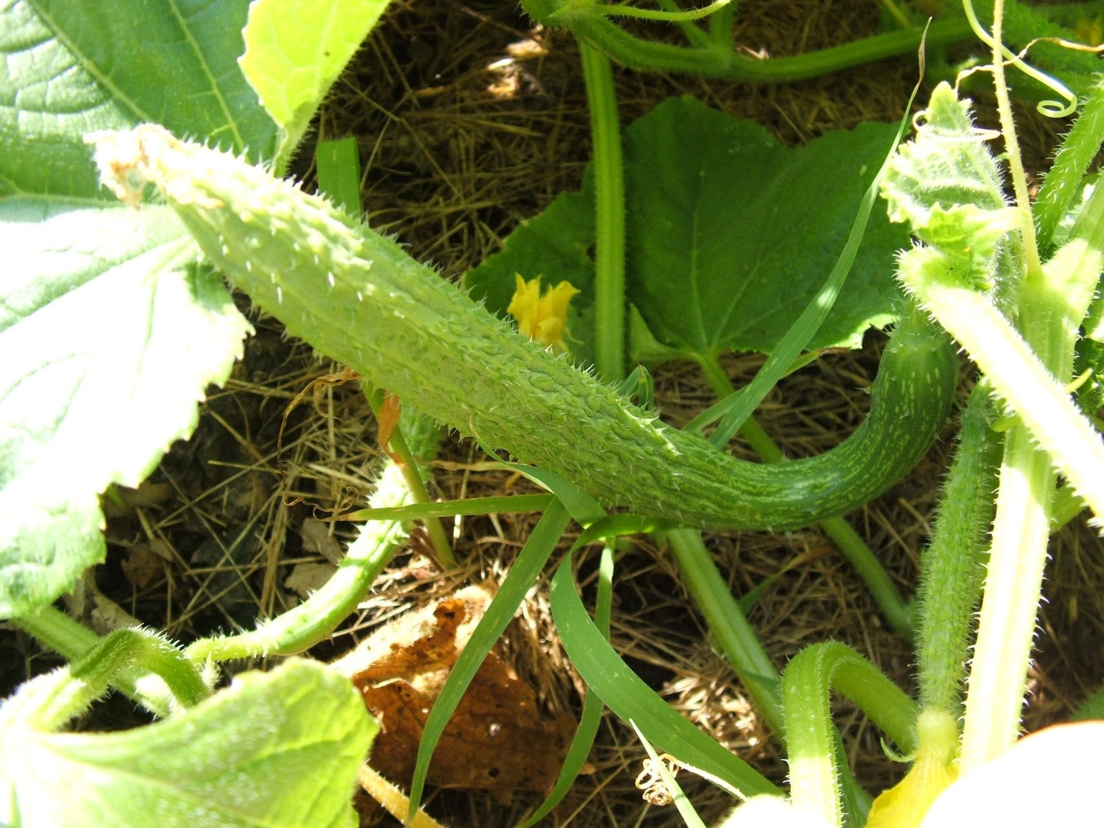 15 Organic Suyo Long Cucumber Seeds 帶刺小黃瓜 四葉胡瓜すうようきゅうり; Hawaiian's ...