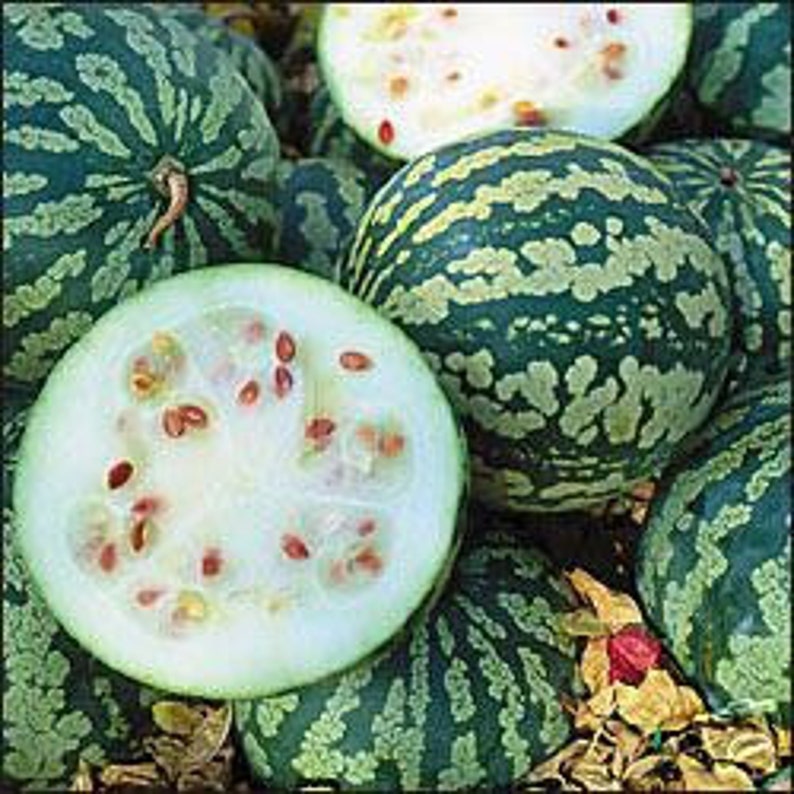 20 CITRON RED SEEDED Watermelon Seeds; Can Be Stored for Many Months - Etsy
