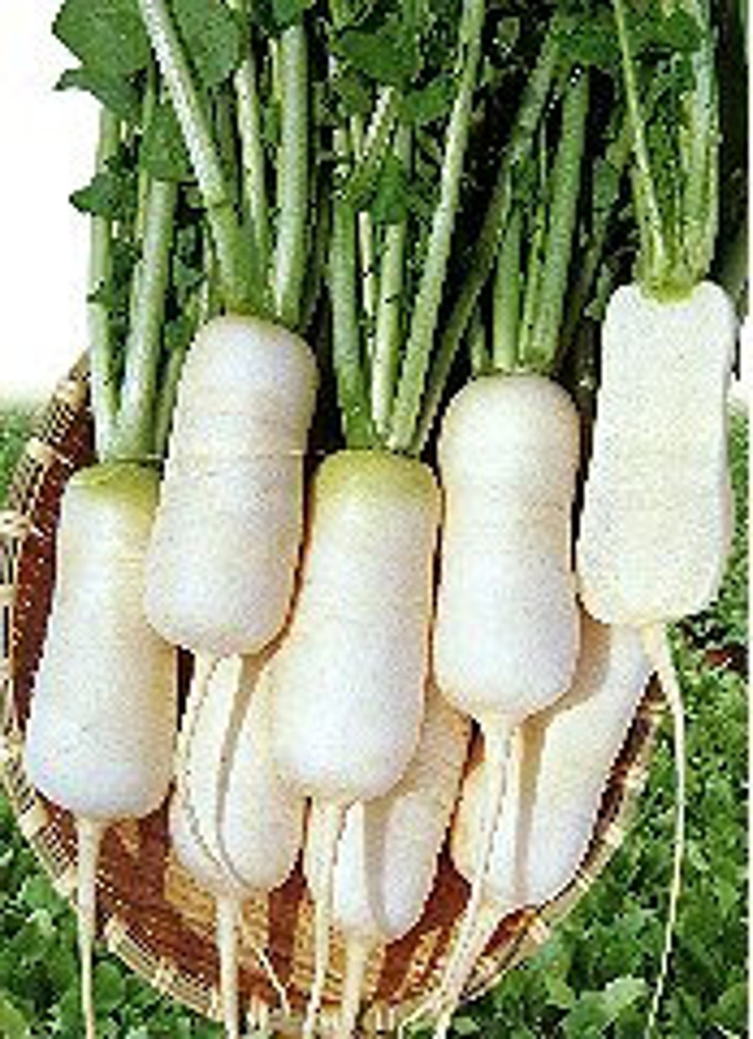 1/8-oz 250 PASSION ALTARI Hybrid Korean Radish Seeds; TREATED; 총각무 ...