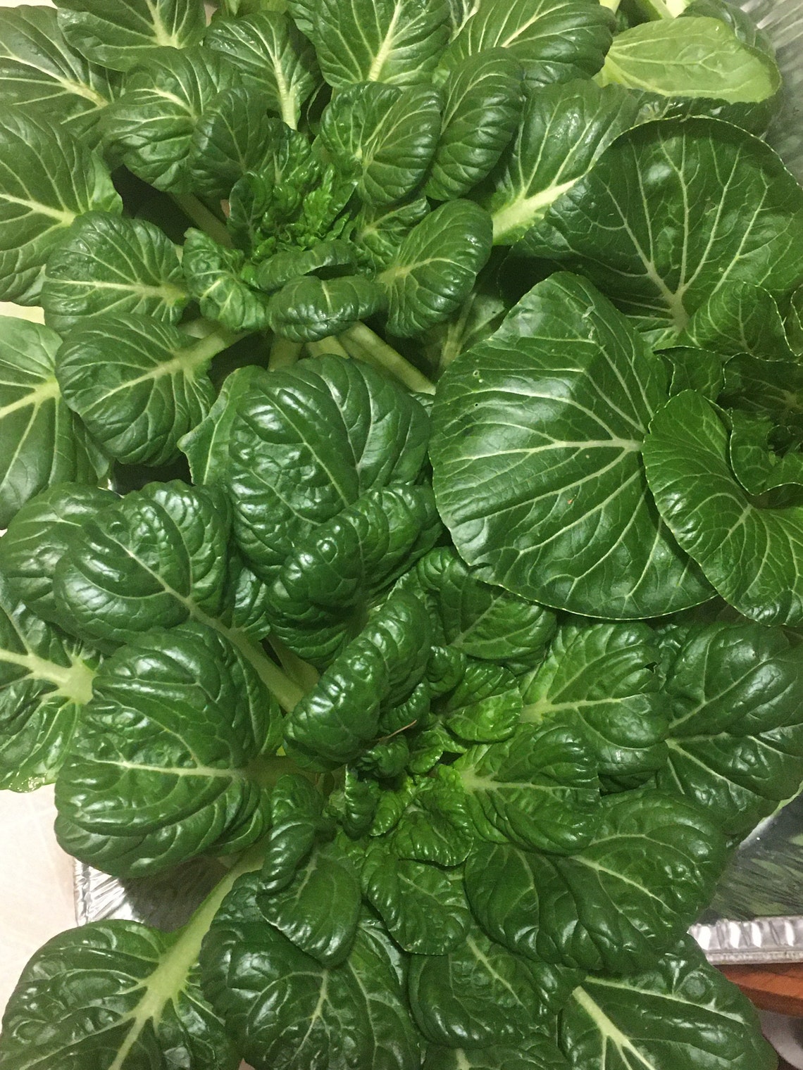 1/4-oz 3000+ TATSOI Greens Seeds; Can Tolerate Hard Frost; 塔菇菜 烏塌菜 ...