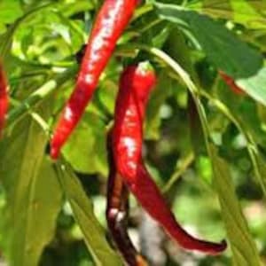 50 Fushimi Sweet Long Japanese Sweet Pepper Seeds; 伏見甘長唐辛子 ふしみあまなが - Etsy