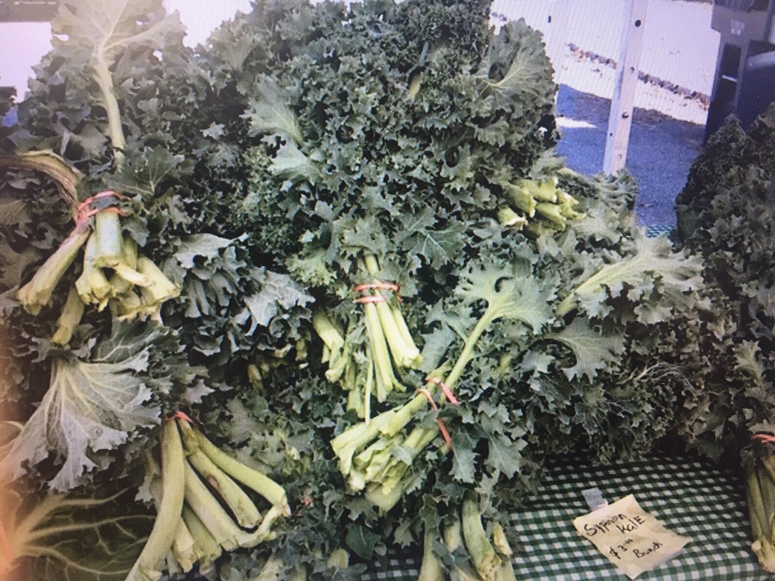 1400 5-gram DWARF SIBERIAN IMPROVED Kale Seeds, Heirloom Non-gmo - Etsy