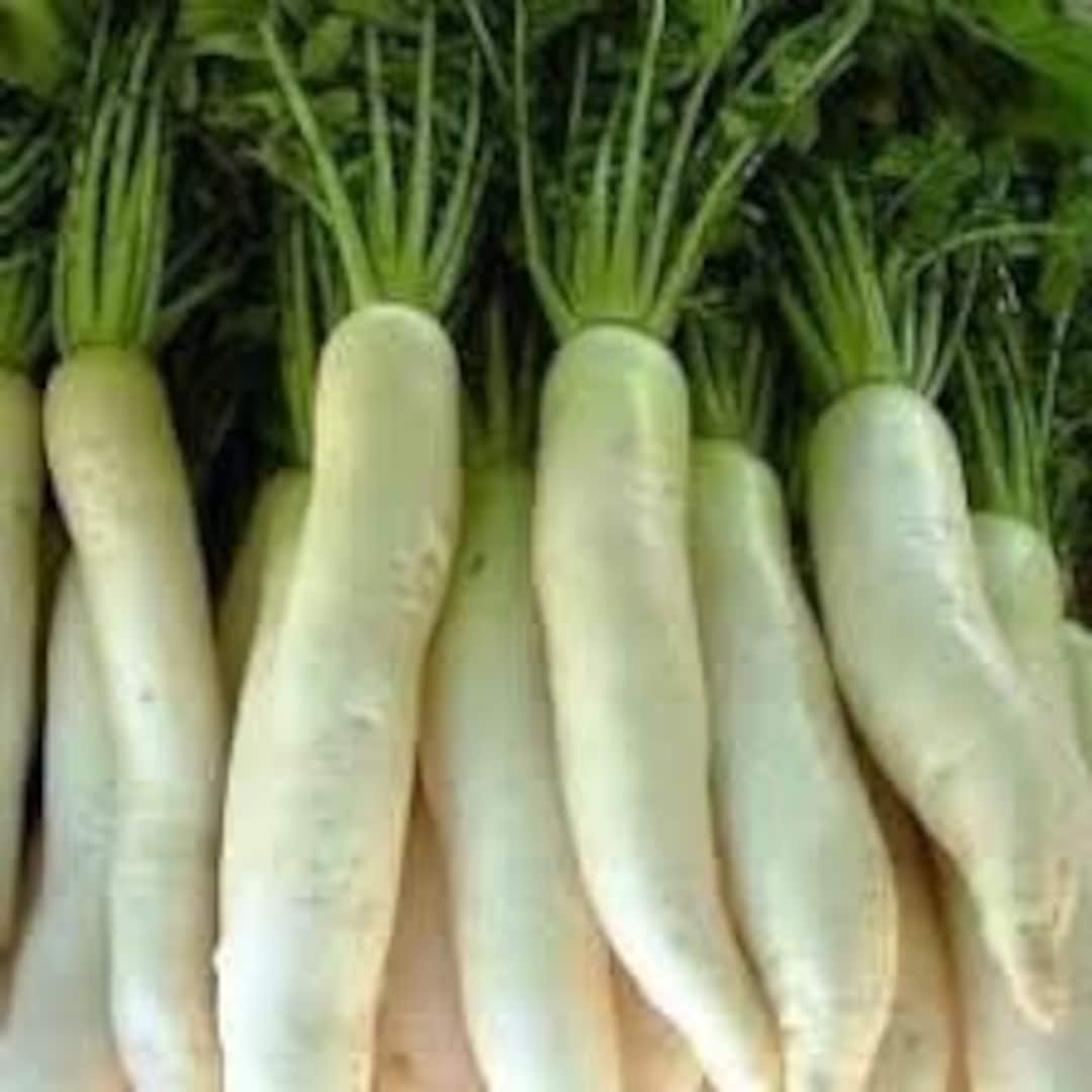 MINOWASE Ancient Heirloom Japanese Daikon Radish Seeds 美濃大根 - Etsy