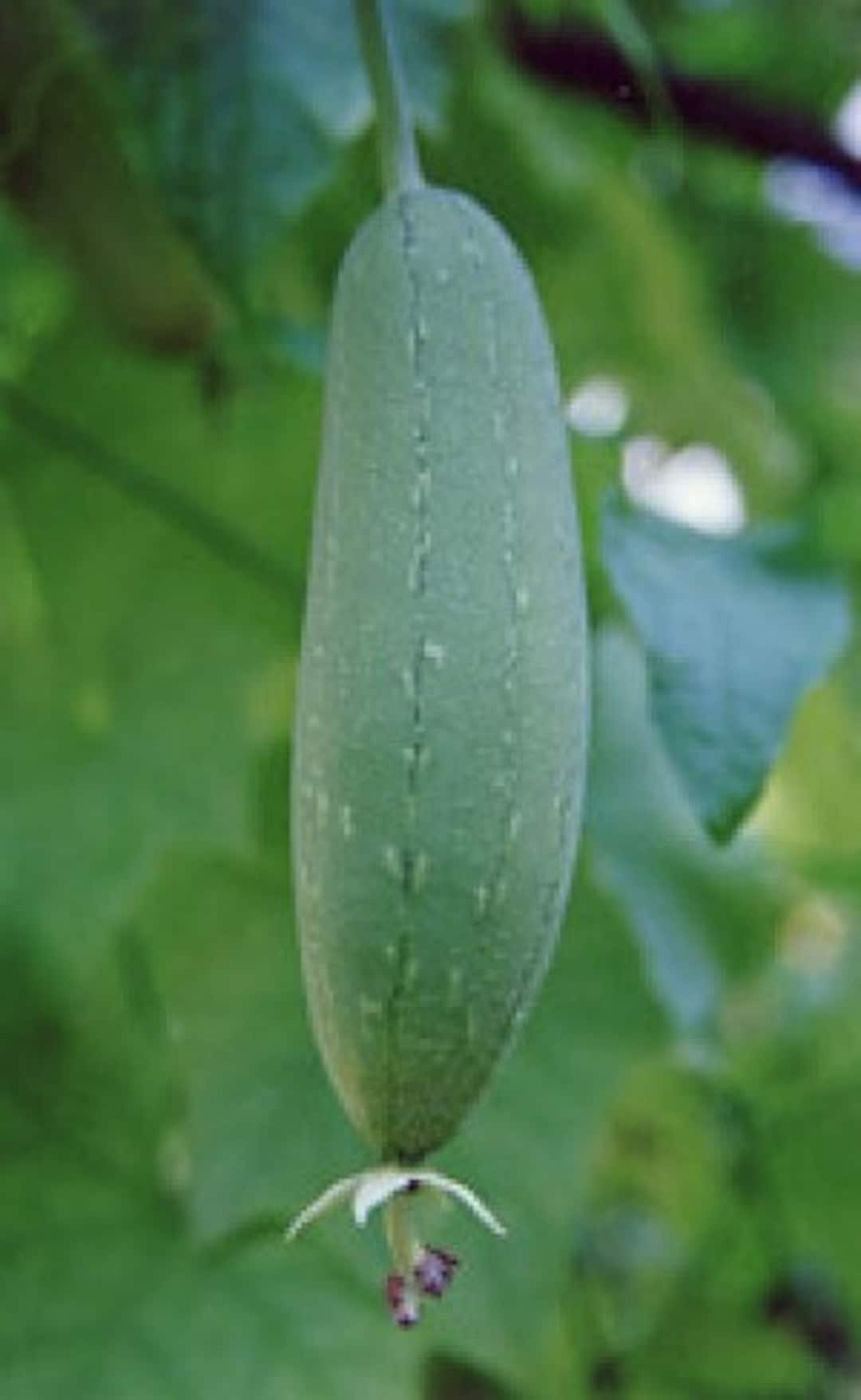 12 Chickni Indian Smooth Sponge Luffa Seeds; Loofah; Galka, Nenwa - Etsy