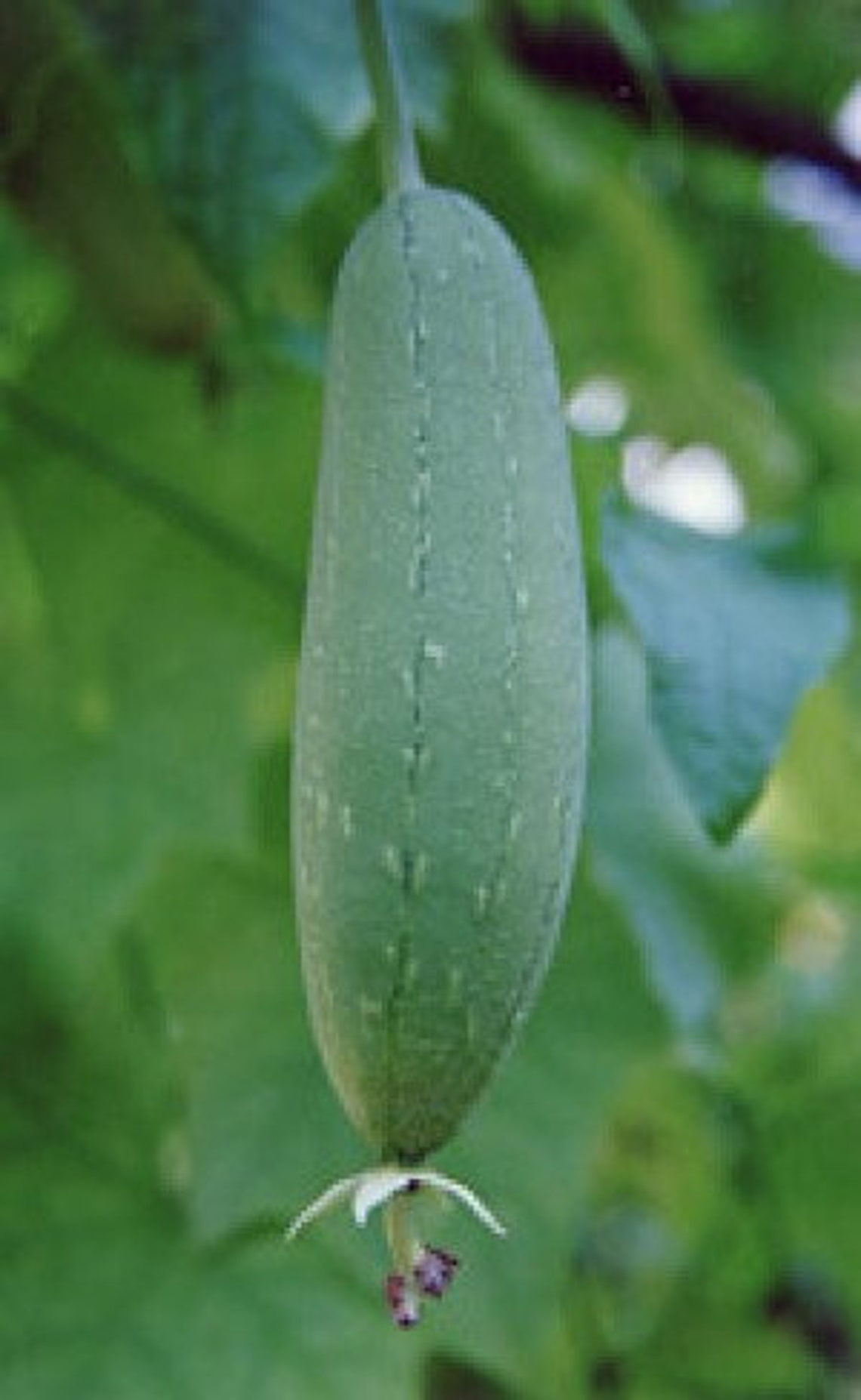 12 Chickni Indian Smooth Sponge Luffa Seeds; Loofah; Galka, Nenwa - Etsy