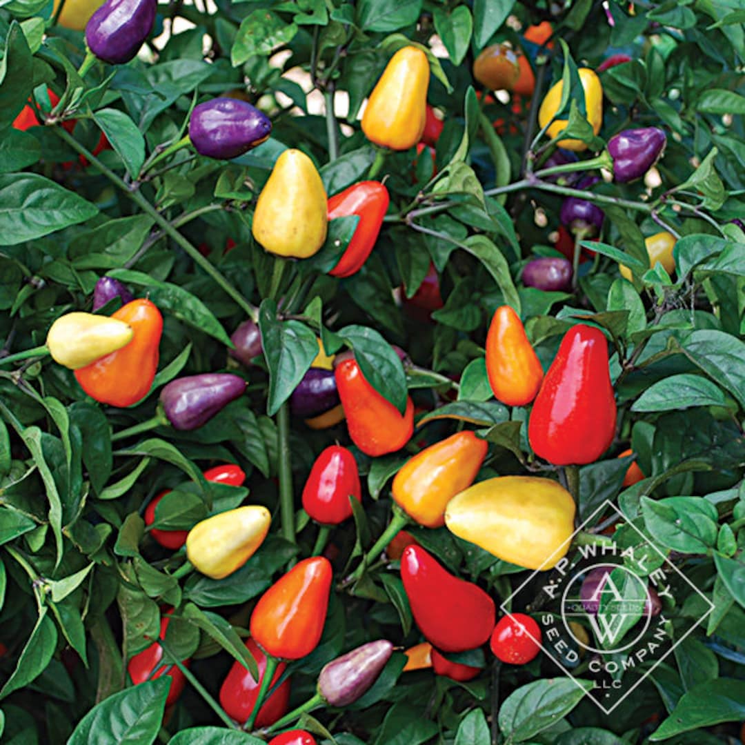 100+ Chinese FIVE-COLOR Hot Pepper Chili Seeds; 五彩椒 五色辣椒; Ornamental ...