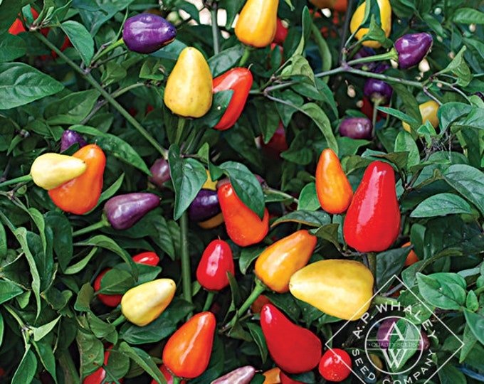 Takanotsume Pepper, Hawks Claw, 10 Seeds, Japanese Heirloom Chili ...