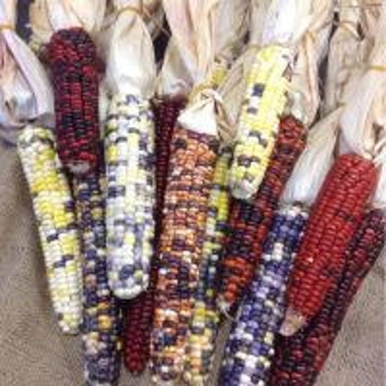 1/2 OZ or 65 organic MANDAN BRIDE corn seeds Native American | Etsy