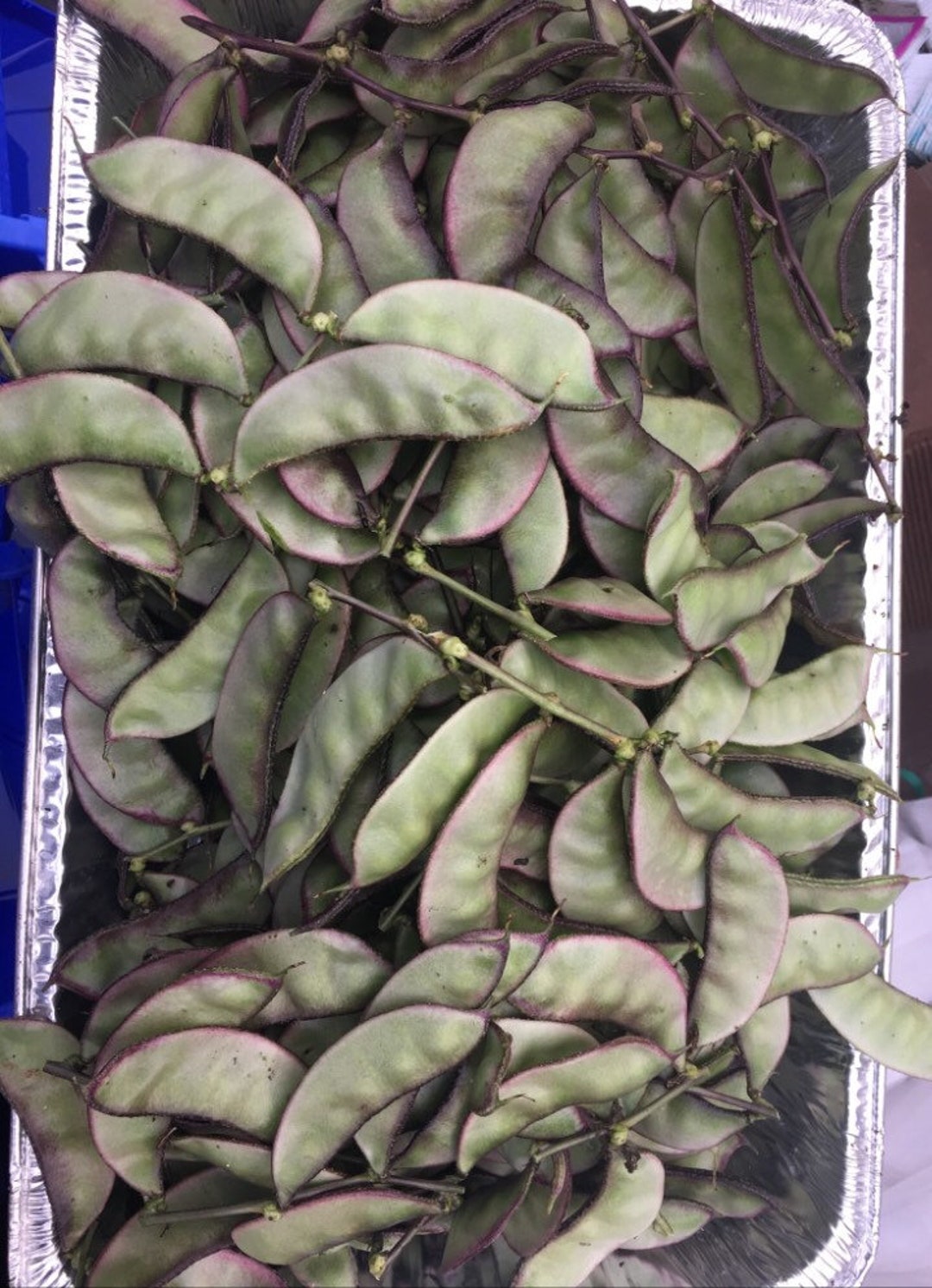 12 Organic Asian Hyacinth Bean Seeds; Magenta Floral Display; Dolichos ...