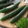 20 Japanese Good Luck F1 Burpless Cucumber Seeds Heat Tolerant High ...