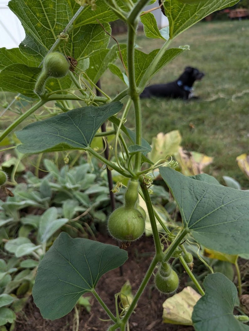 15 Tiny Miniature Bottle Gourd Seeds; 2-3” Tall; Feng Shui Hulu ...