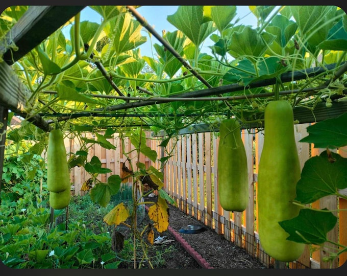 15 Organic Long Lauki Indian Bottle Gourd Seeds; Heirloom OP - Etsy