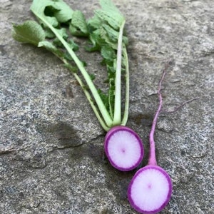 100 Mini Purple Hybrid Daikon Seeds; Japanese Novelty Radish - Etsy