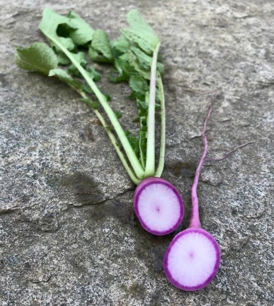 100 Mini Purple Hybrid Daikon Seeds; Japanese Novelty Radish - Etsy