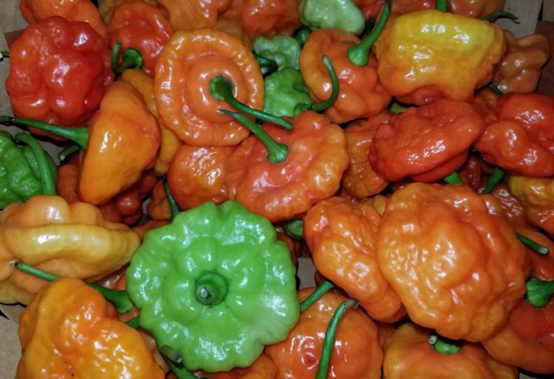 50 Aji Dulce Puerto Rico Rainbow Pepper Seeds Ajicito Ajíes - Etsy
