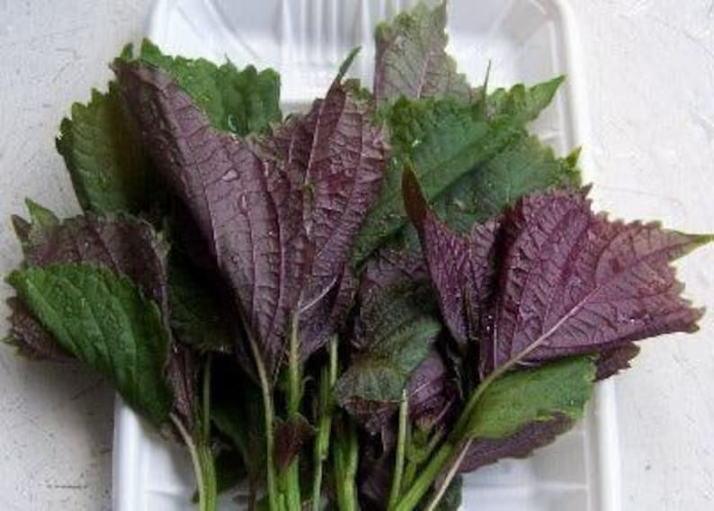 500 BICOLOR SHISO Green & Red Leaved Perilla Seeds; 雙色紫蘇 - Etsy