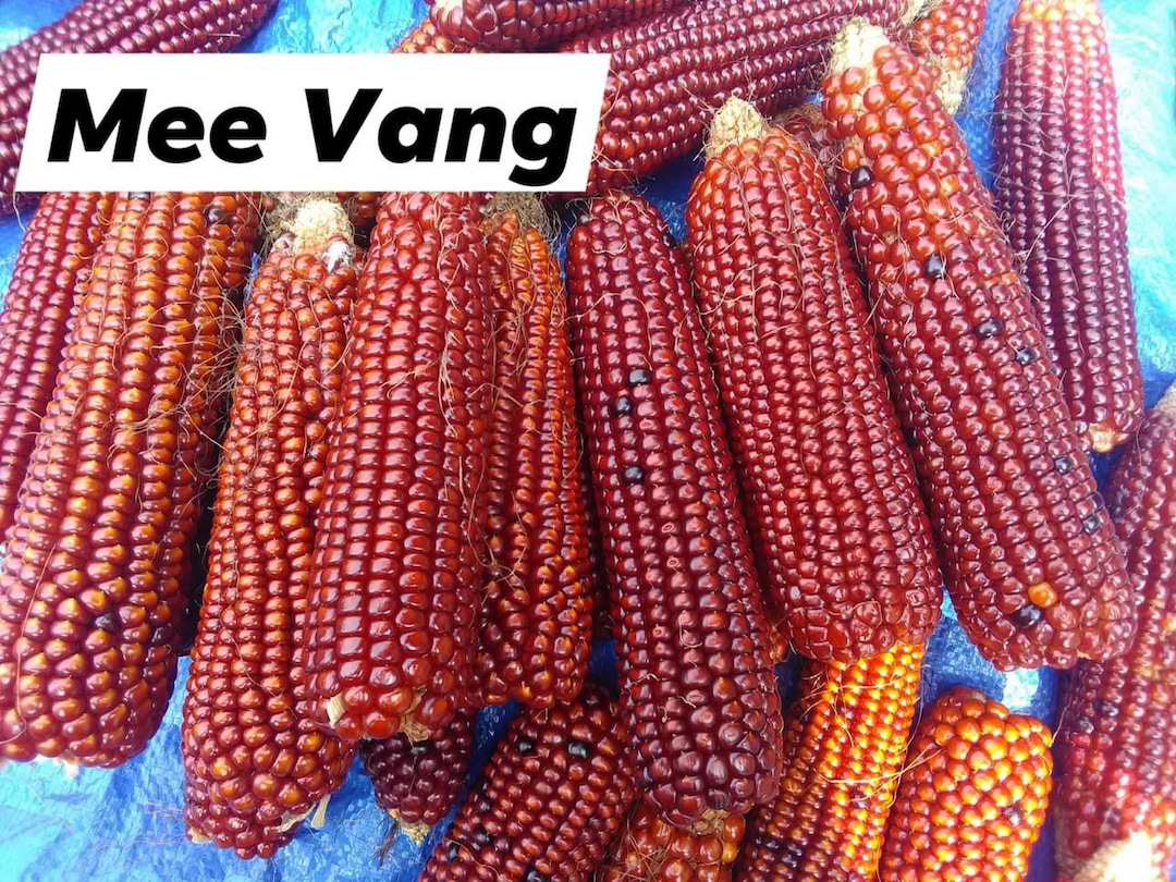 25 Organic Hmong Red Corn Seeds; Pob Kws Liab; Not Waxy; Protection ...