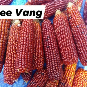 25 Organic Hmong Red Corn Seeds; Pob Kws Liab; Not Waxy; Protection ...