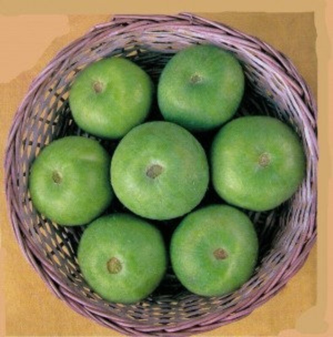 10 Green Ball Hybrid TINDA GOURD Squash Melon Seeds; Jaya; Indian ...