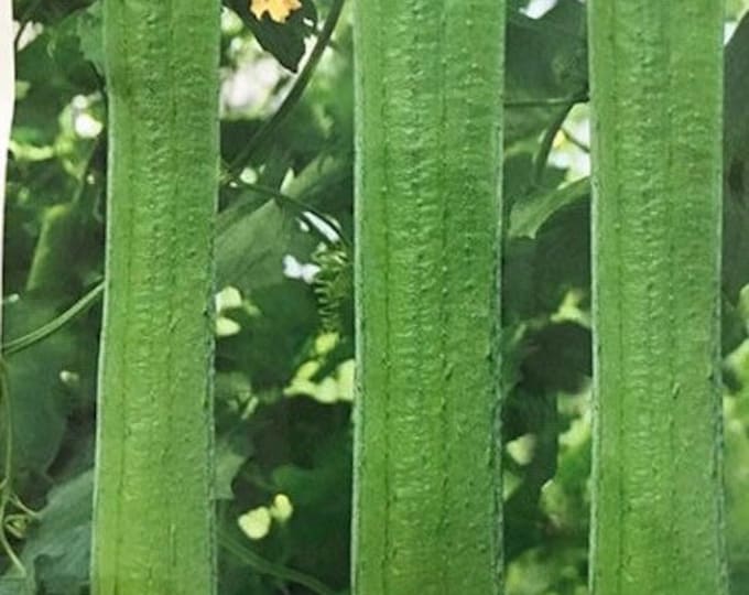 12 Tri-leaf Smooth Luffa Seeds 24-oz Possible Sponge Gourd 三葉長絲瓜 Muop ...