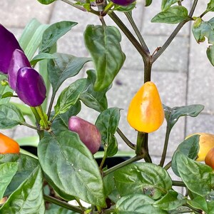 100+ Chinese FIVE-COLOR Hot Pepper Chili Seeds; 五彩椒 五色辣椒; Ornamental ...