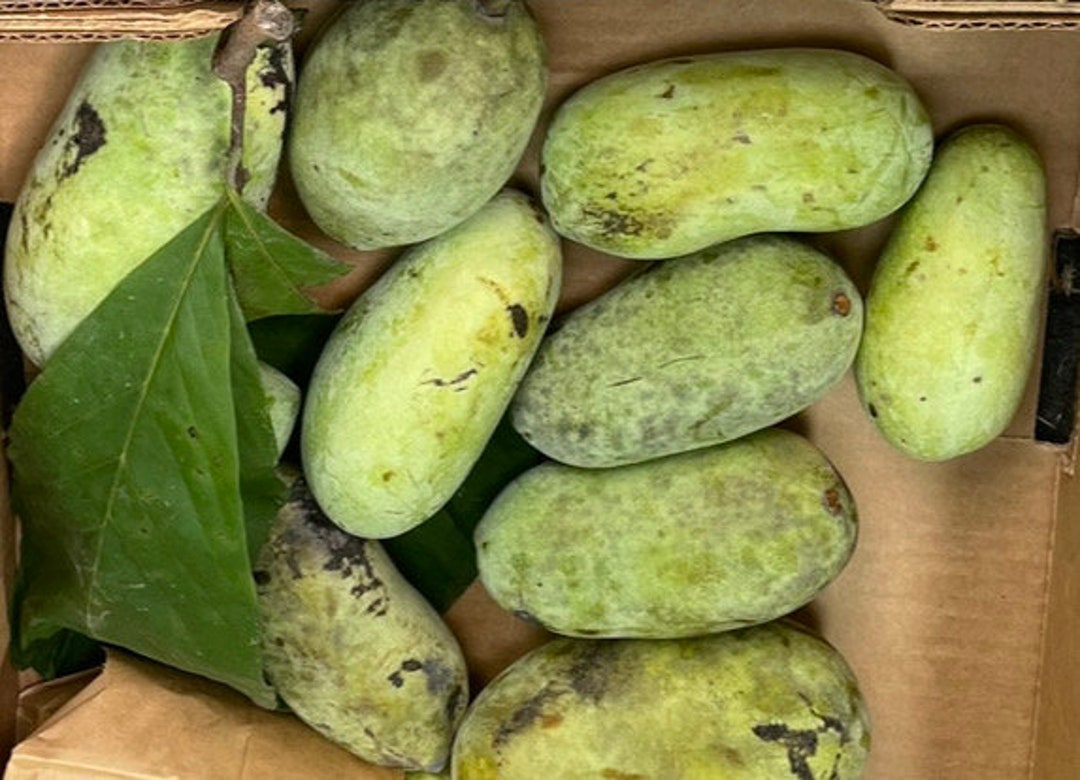 Foraged Pawpaw Seeds, Fully Stratified, From Funks Grove Maple Sirup in ...