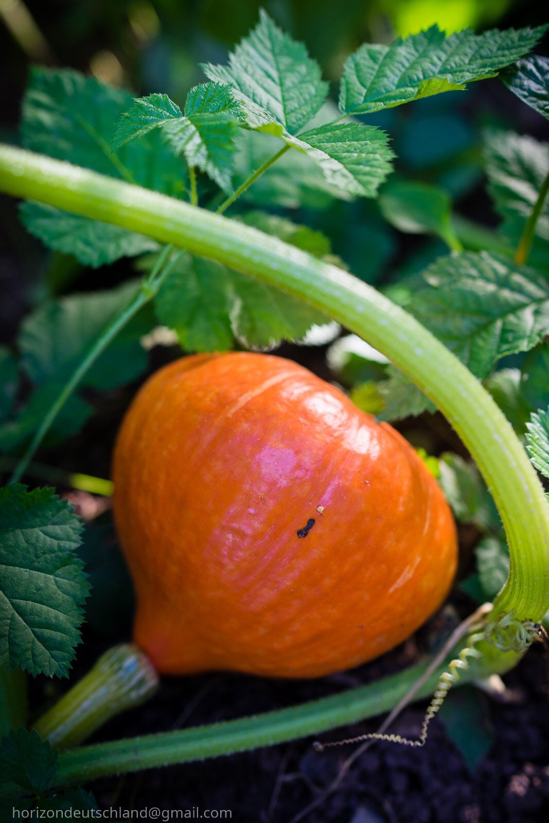 12 organic RED KURI Hokkaido Winter Squash seeds Uchiki Kuri | Etsy