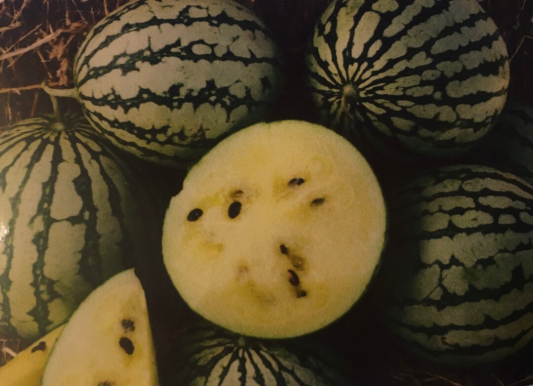 20 PETITE YELLOW Icebox Watermelon Seeds; Earliest Watermelon Variety ...