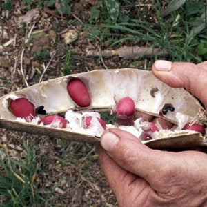 Rare Find! 6 AKA NATAMAME Seeds; Red Sword Bean; Knife Bean; Jack Bean ...