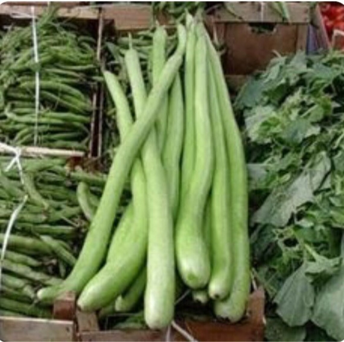 15 CUCUZZI CUCUZZA GAGOOTZA Serpente di Sicilia squash seeds | Etsy