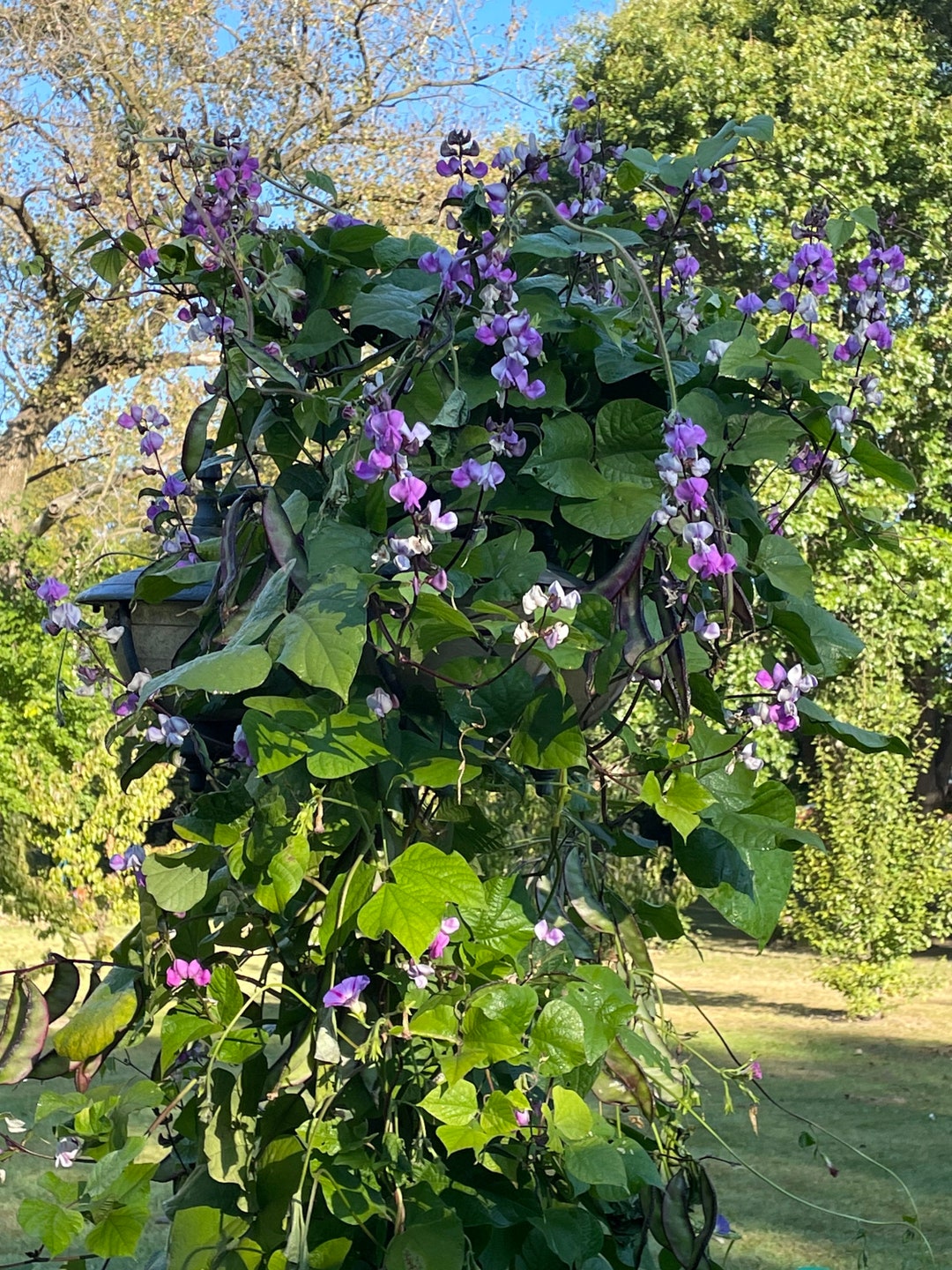 60 Organic Asian Hyacinth Bean Seeds; Dolichos Lablab Bataw; Edible ...