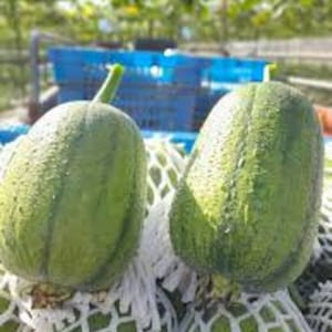 Rare Find! 5 APPLE LUFFA F1 Seeds; 台灣蘋果絲瓜 / 西瓜絲瓜 ; Very Sweet Can Be ...
