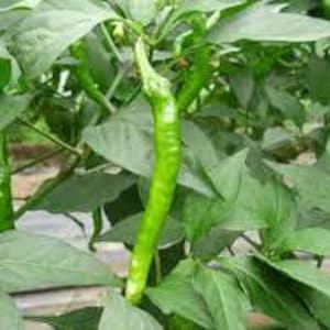 50 Fushimi Sweet Long Japanese Sweet Pepper Seeds; 伏見甘長唐辛子 ふしみあまなが - Etsy