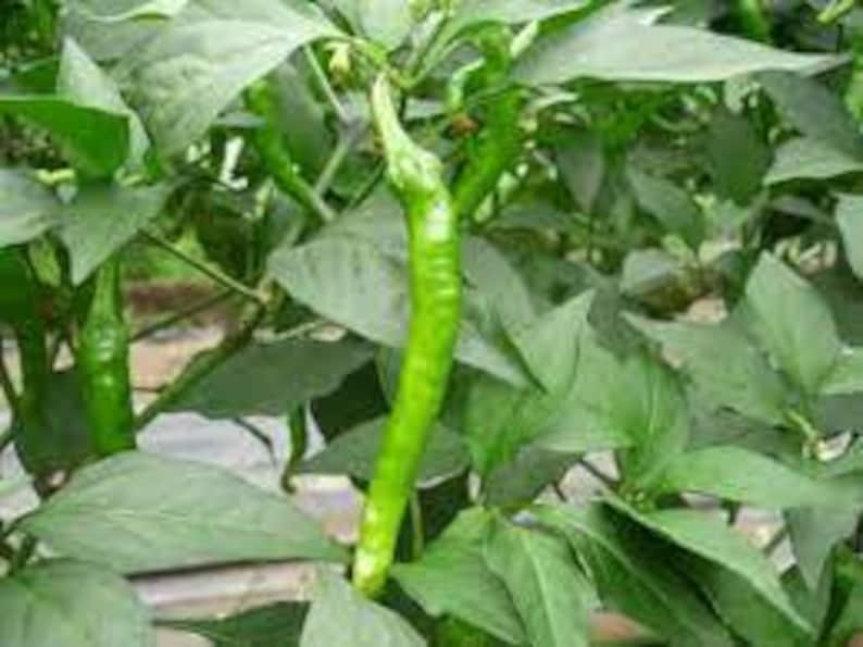 50 Fushimi Sweet Long Japanese Sweet Pepper Seeds; 伏見甘長唐辛子 ふしみあまなが - Etsy