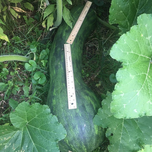 Zucca Lunga Napoli - Etsy