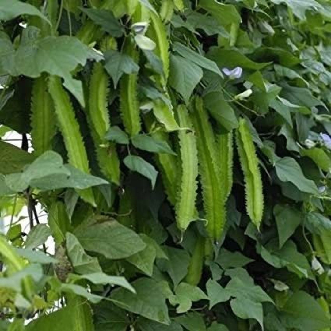 20 WINGED BEAN Seeds; Asparagus Pea, Wing Pea, Four Angled Bean; Dara ...
