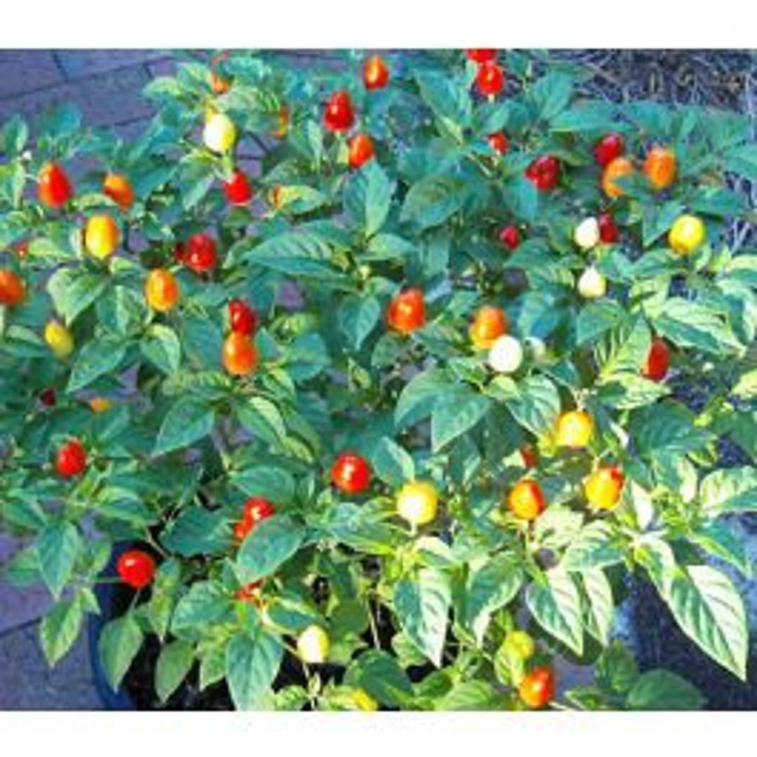 100 Fire Cracker Hot Pepper Seeds; Firecracker Chili; Ornamental ...