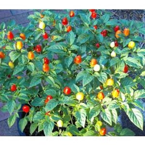 100 Fire Cracker Hot Pepper Seeds; Firecracker Chili; Ornamental ...