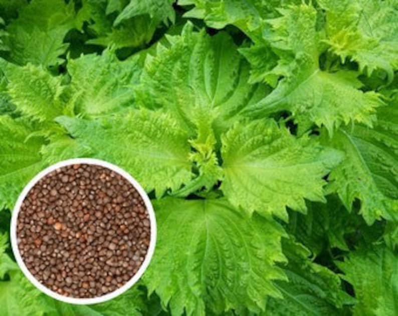 2-gram 1300 AO SHISO Japanese Green Perilla Herb Seeds 綠じそao - Etsy