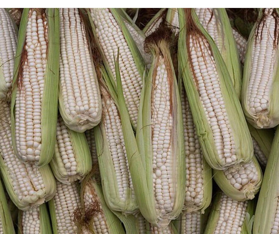 Concho Corn; Certified Organic; Maize Blanco; White Flint Corn; Great ...