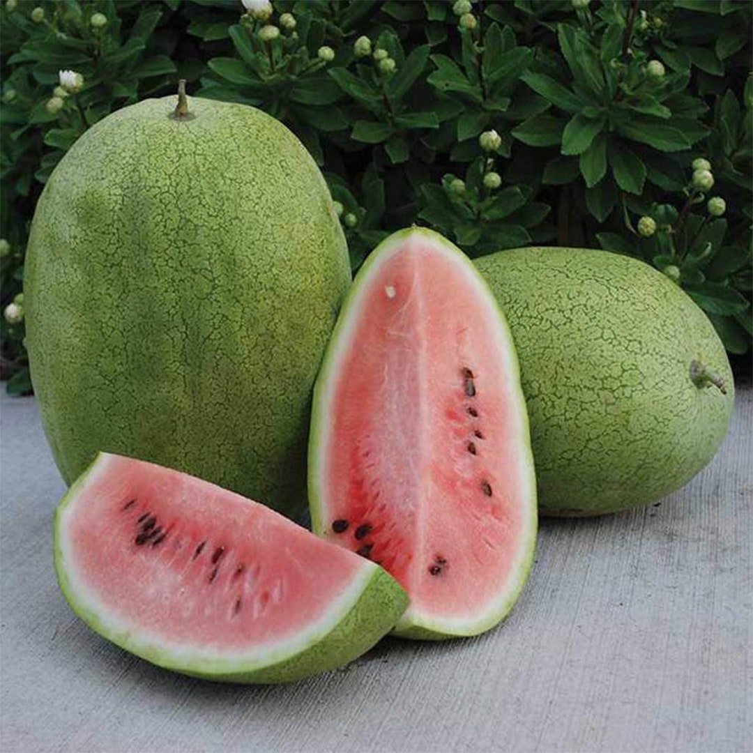 20 ALI BABA WATERMELON Seeds; Alibaba; Heirloom From Iraq - Etsy