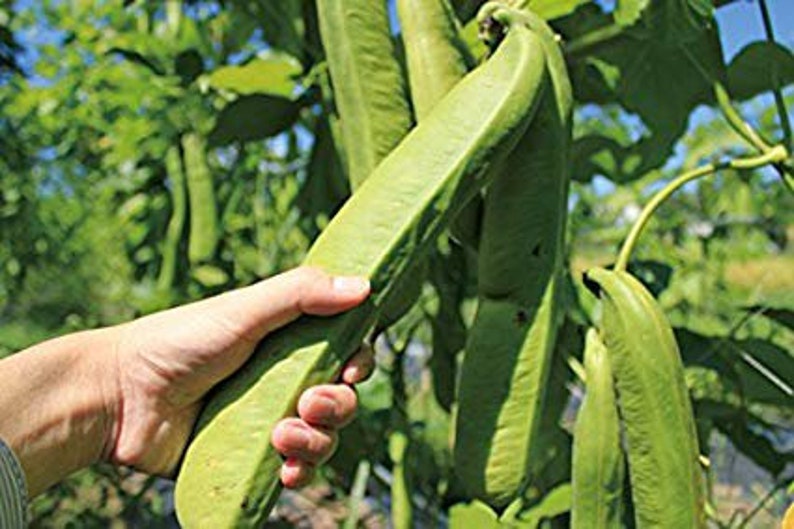Rare Find! 6 AKA NATAMAME Seeds; Red Sword Bean; Knife Bean; Jack Bean ...