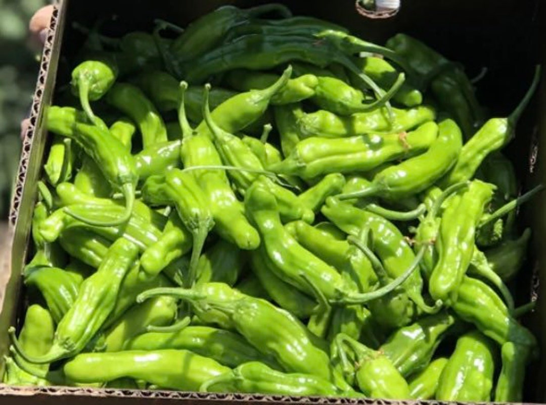 15 Shishimai Hybrid Shishito Pepper Seeds 獅子舞唐辛子 L3 Disease - Etsy