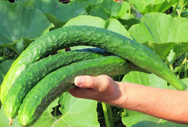 50 Chinese Snake Curved Cucumber Seeds; Non-gmo Heirloom - Etsy