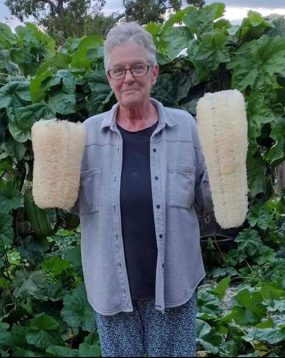 5 APPLE Hybrid Luffa & 5 ELITE Hybrid Luffa Seeds; Whopper Sponges ...