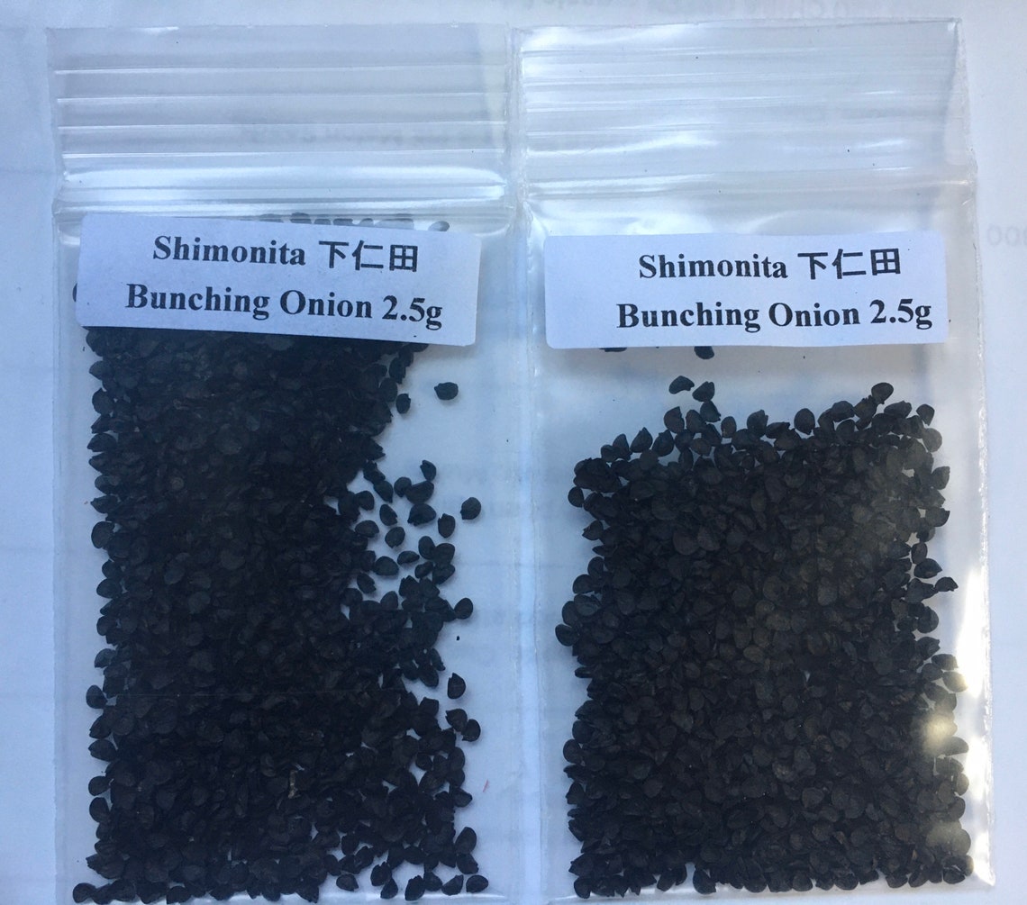 Buy 1000 SHIMONITA NEGI Japanese Bunching Onion Seeds しもにた下仁田青蔥 Online ...