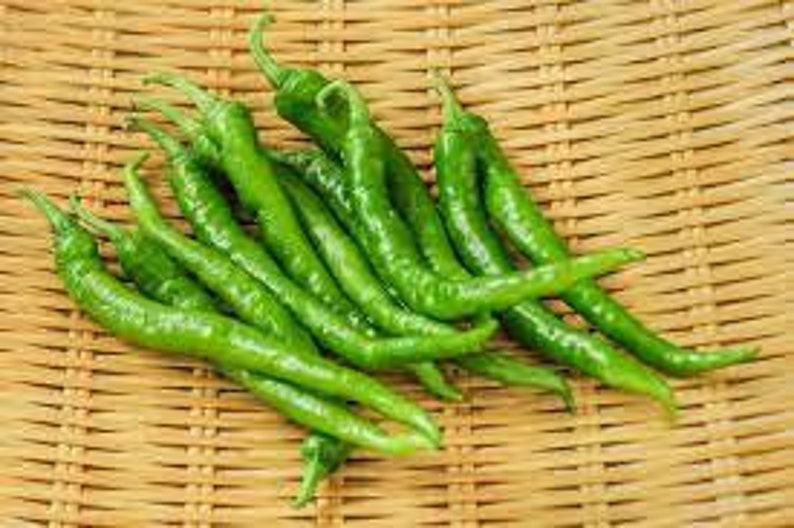 50 Fushimi Sweet Long Japanese Sweet Pepper Seeds; 伏見甘長唐辛子 ふしみあまなが - Etsy