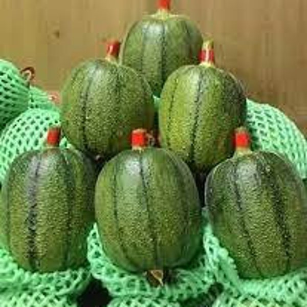 Taiwan Apple Luffa Seeds - Etsy