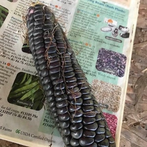 25 Organic Hmong Waxy Corn Seeds - BLACK Sticky Corn; Dark Red; Grown ...